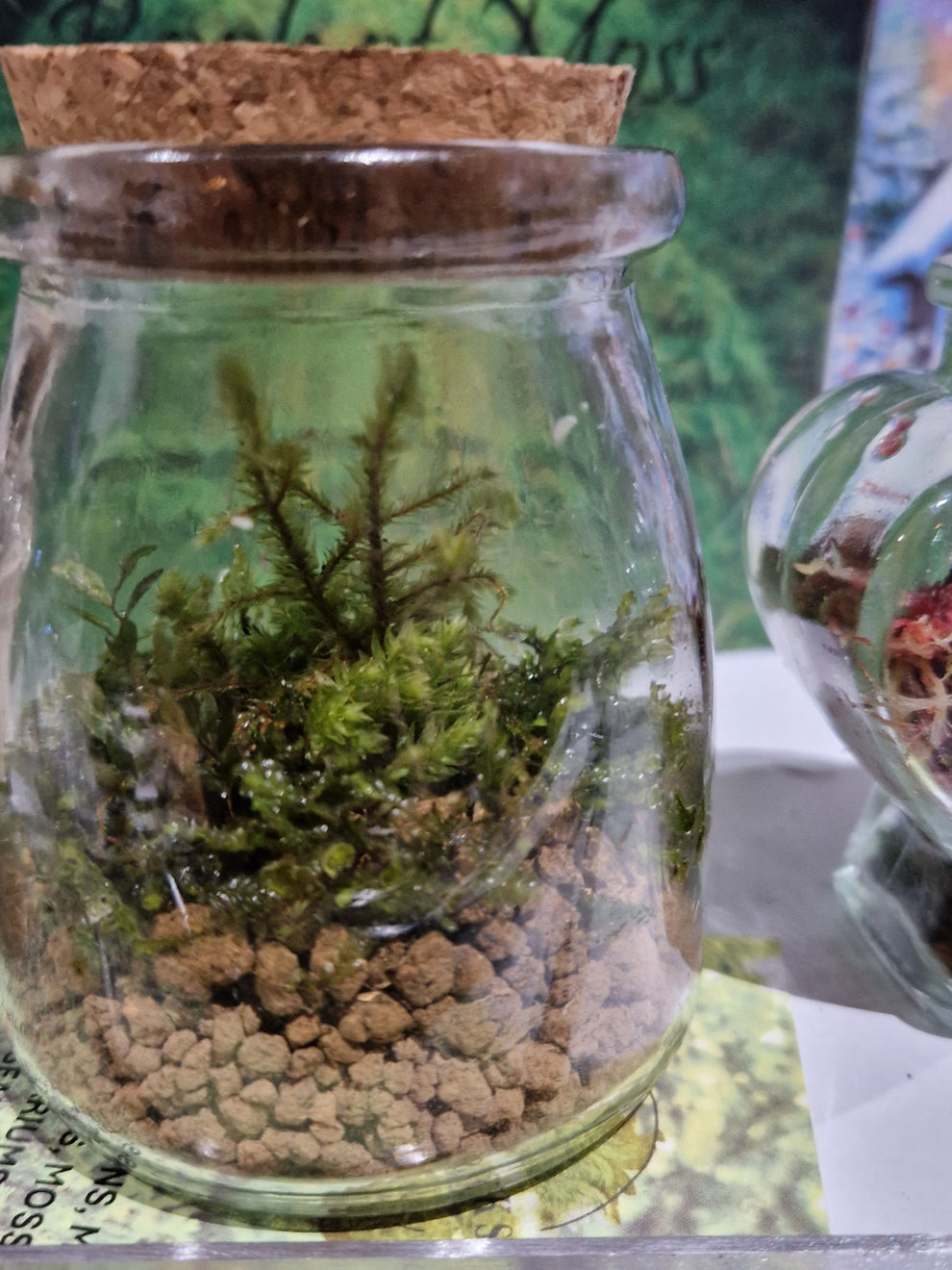 Mossarium Kits – Moss Clerks