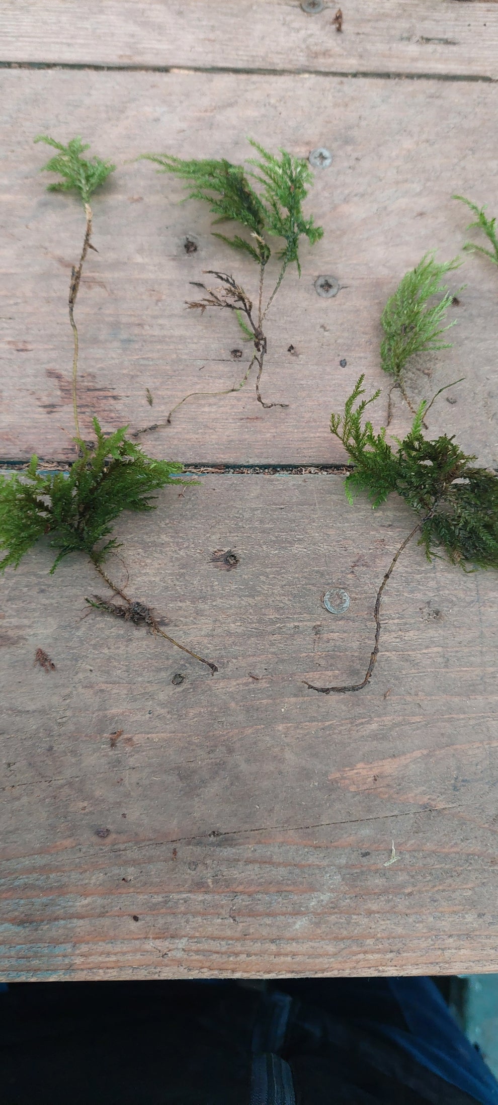 Tree Moss ( Thamnobryum ) – Moss Clerks