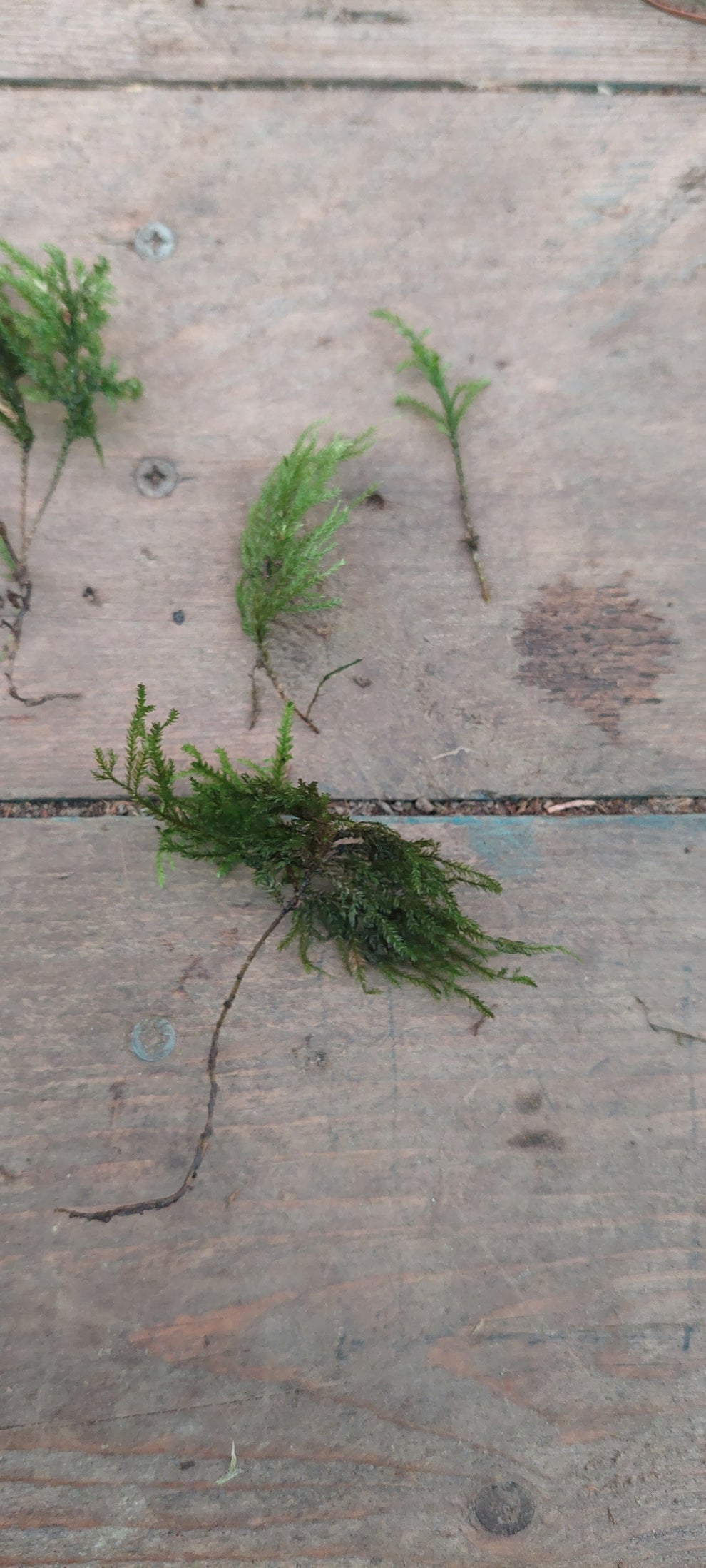 Tree Moss ( Thamnobryum ) – Moss Clerks
