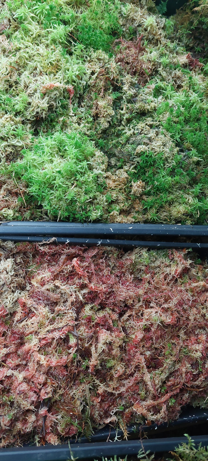 Live Moss, Moss for Sale, Cushion Moss, Haircap, Dicranum, Carpet ...