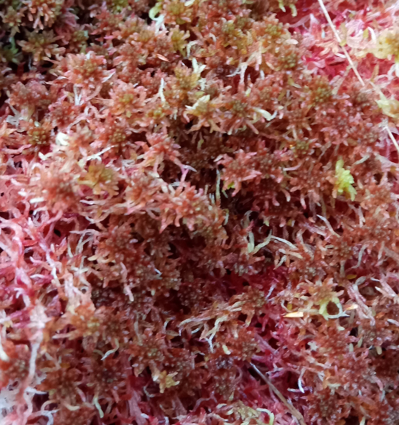 Five ranked Bog-moss (Sphagnum quinquefarium) – Moss Clerks