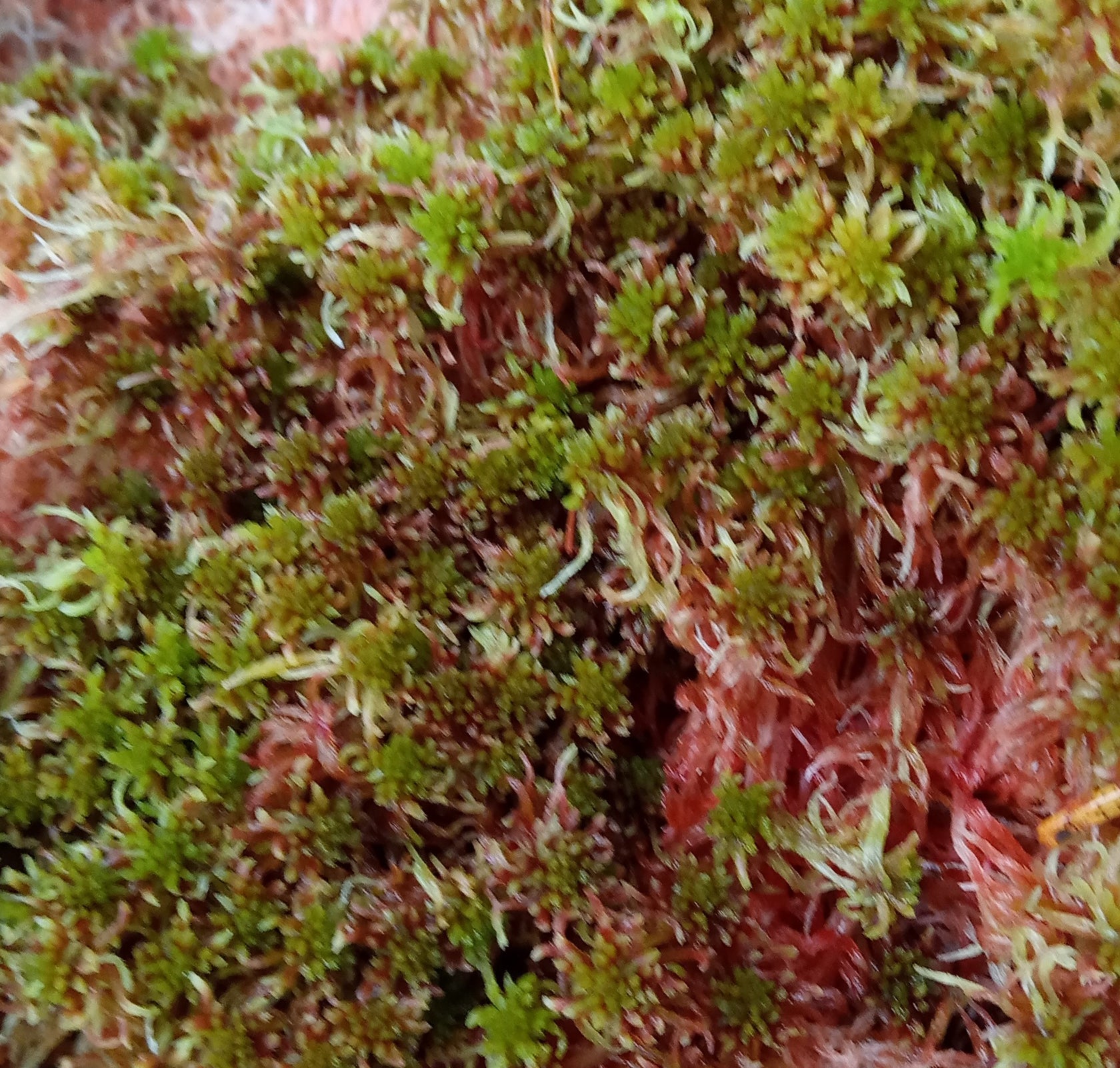 Red Bog-moss (Sphagnum quinquefarium, rubellum, capillifolium, subnite ...