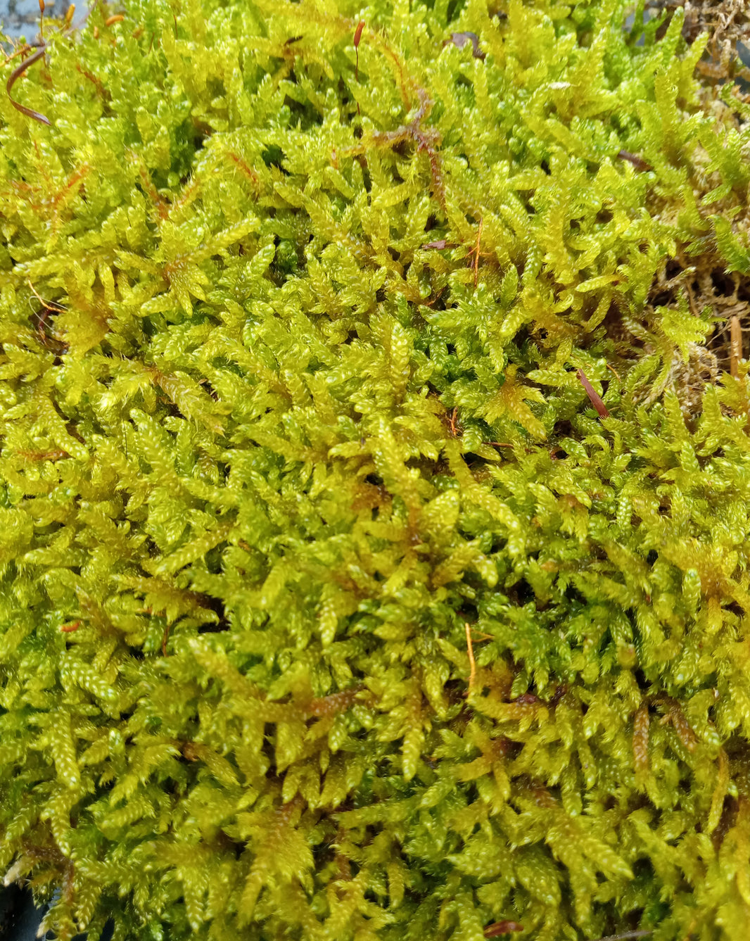 Live Moss, Moss for Sale, Cushion Moss, Haircap, Dicranum, Carpet ...