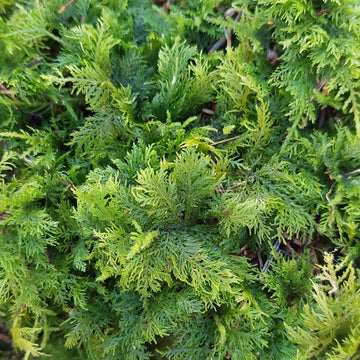 Live Moss, Moss for Sale, Cushion Moss, Haircap, Dicranum, Carpet ...